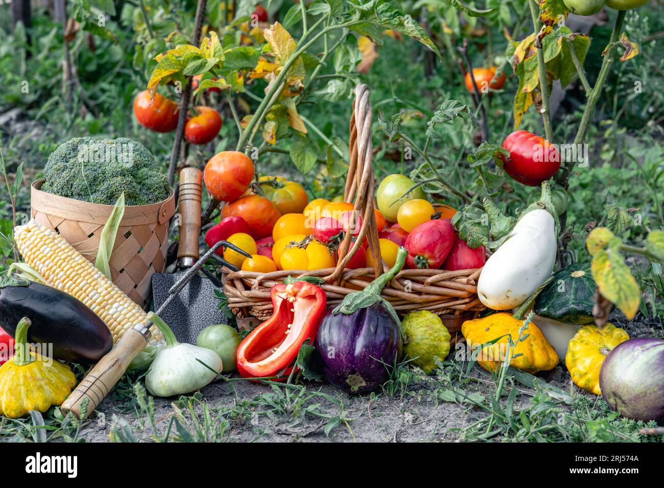 Composition of fresh vegetables on blurred vegetable garden background ...