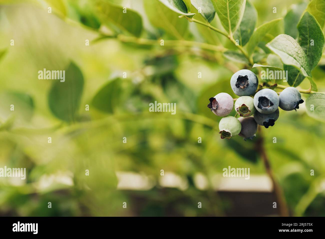 Showing, presenting fresh ripe blueberry branch or shrub from bush at ...