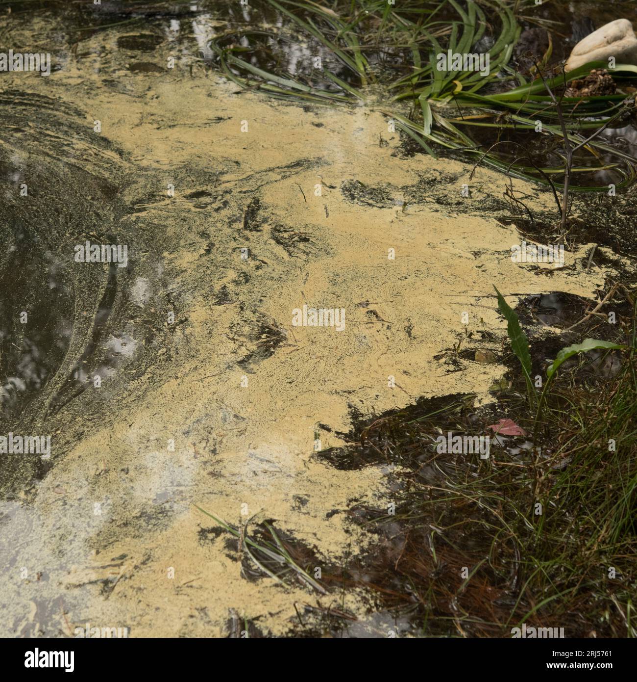 Pine Pollen floating in the Stream after wind and rain Stock Photo - Alamy