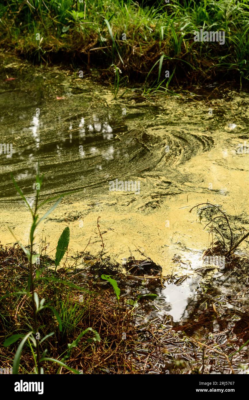 Pine Pollen floating in the Stream after wind and rain Stock Photo - Alamy