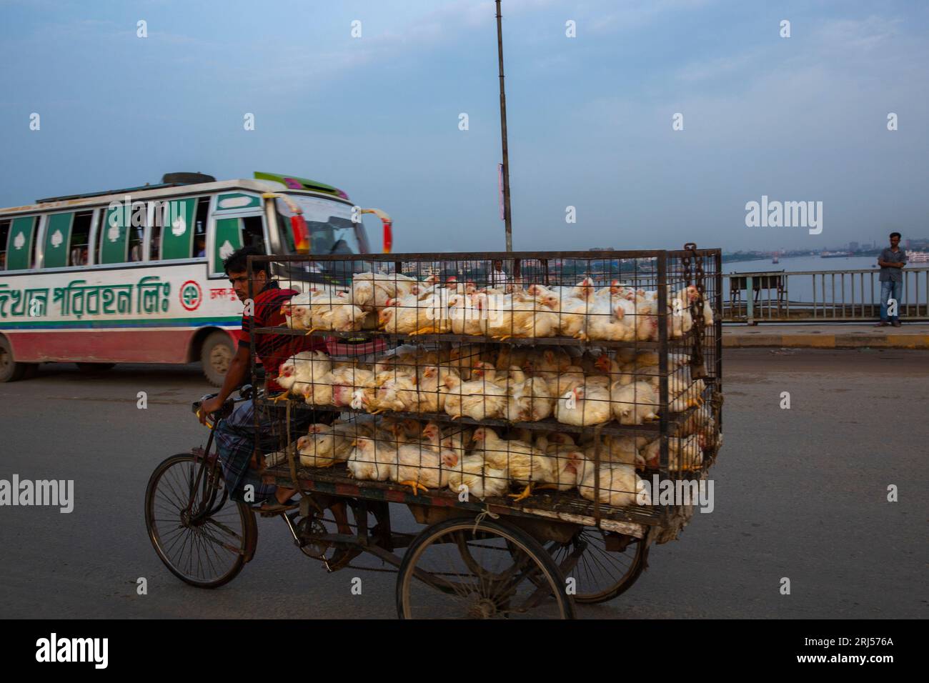 A rickshaw van transporting broiler chicken on the Bangladesh-Chaina ...