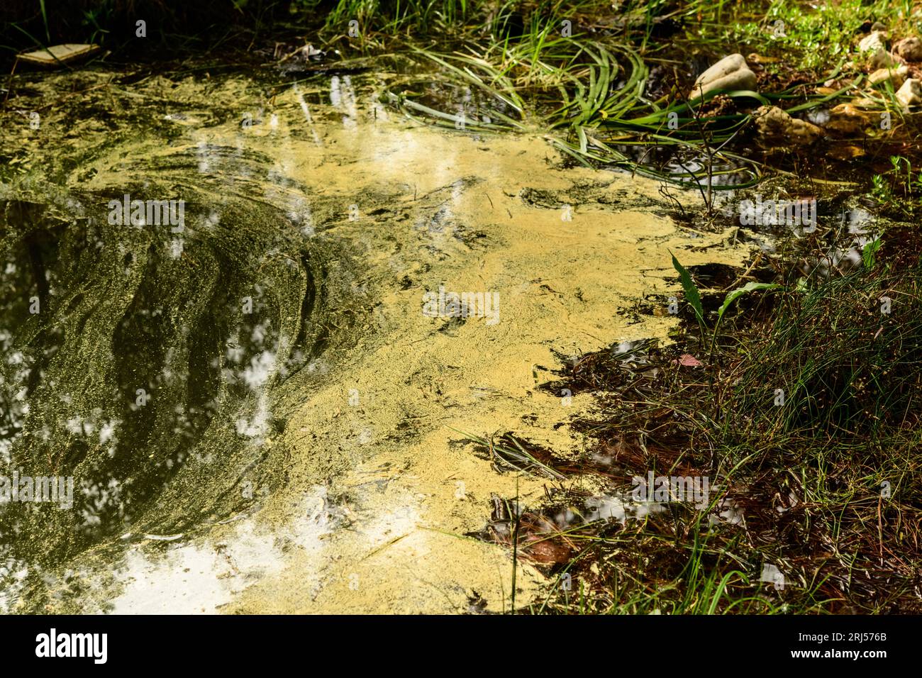 Pine Pollen floating in the Stream after wind and rain Stock Photo - Alamy