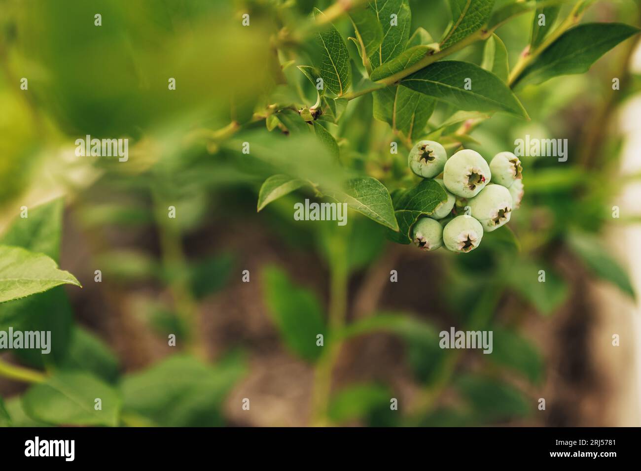 Food plantation, orchard, BIO viands. Group of blueberry plants ...