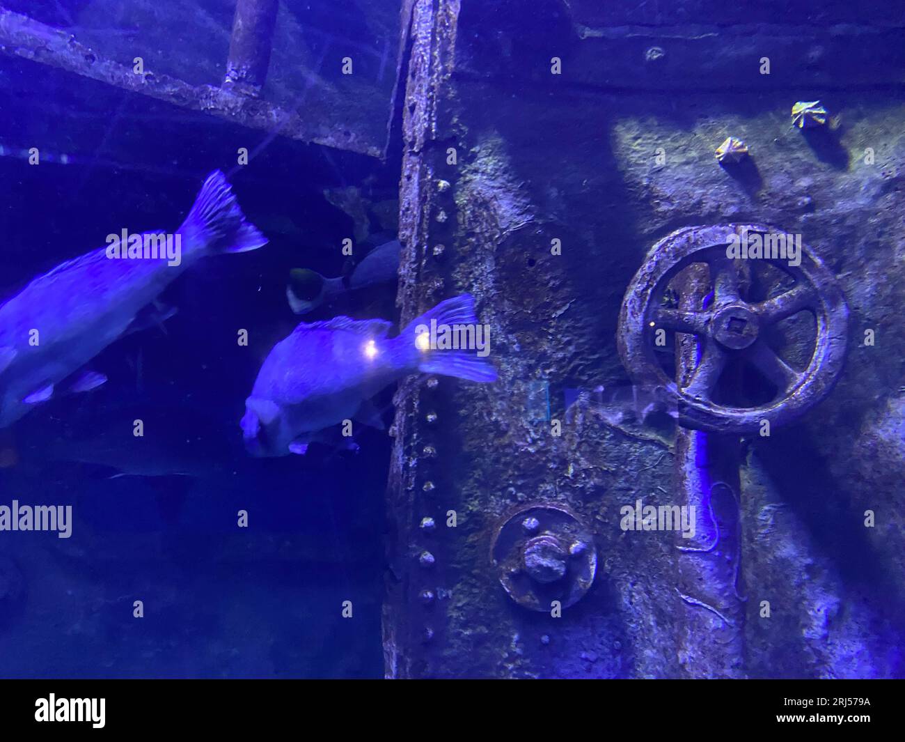 Cover of the upper manhole of a submarine with a red rotary valve wheel ...