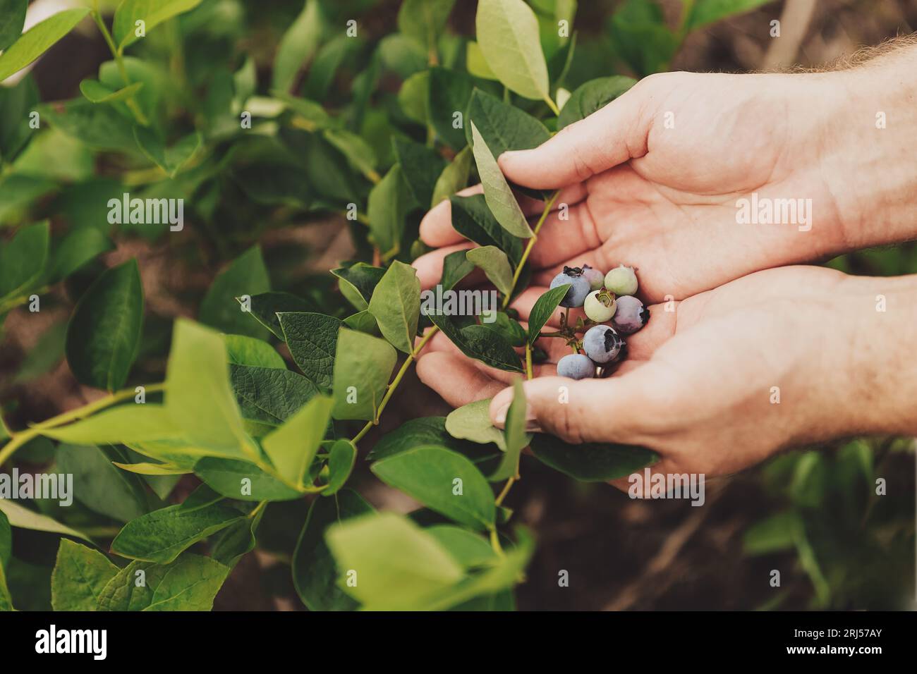 Male hand touching ripe blueberry hi-res stock photography and images ...
