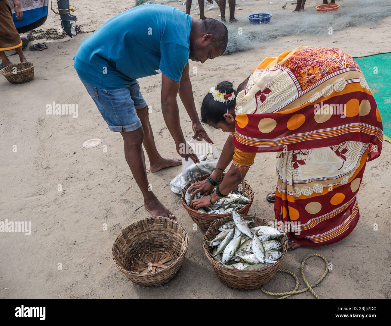 Goa fishermen sorting fish hi-res stock photography and images - Alamy