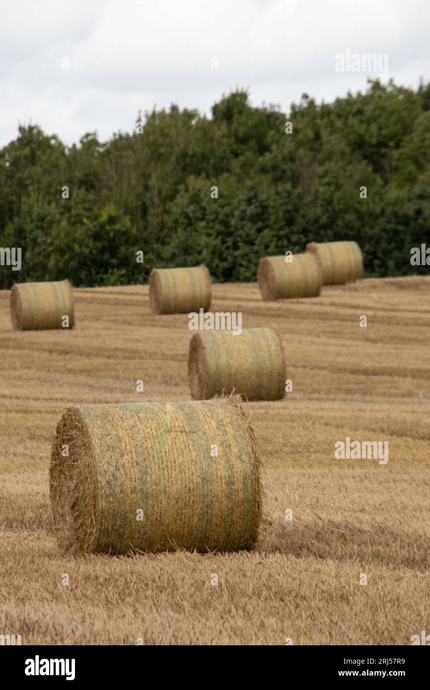 Wheat crop rolls in a countryside farm, Leeds, United kingdom Stock ...