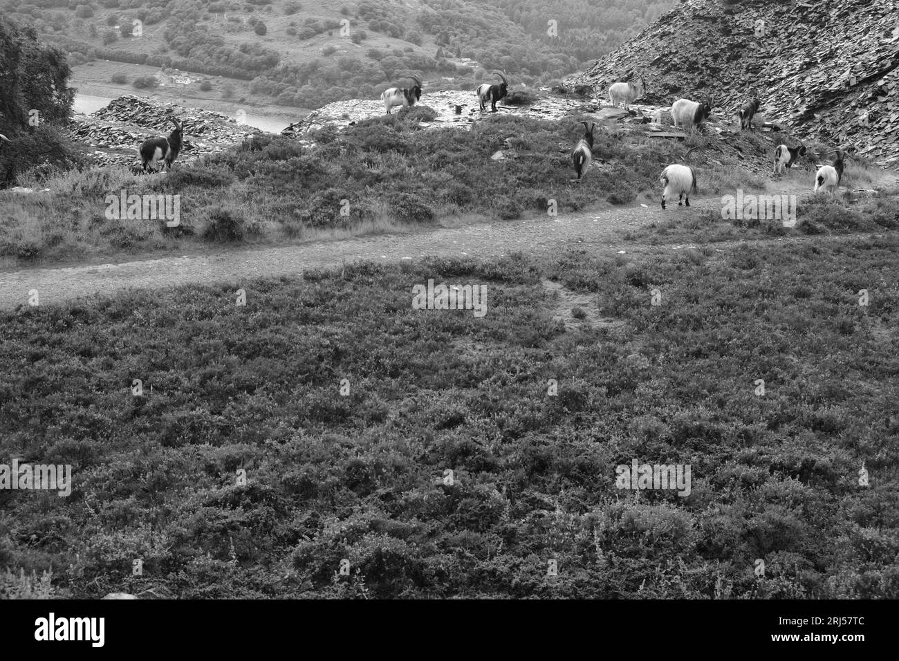 Quarry man Black and White Stock Photos & Images - Alamy