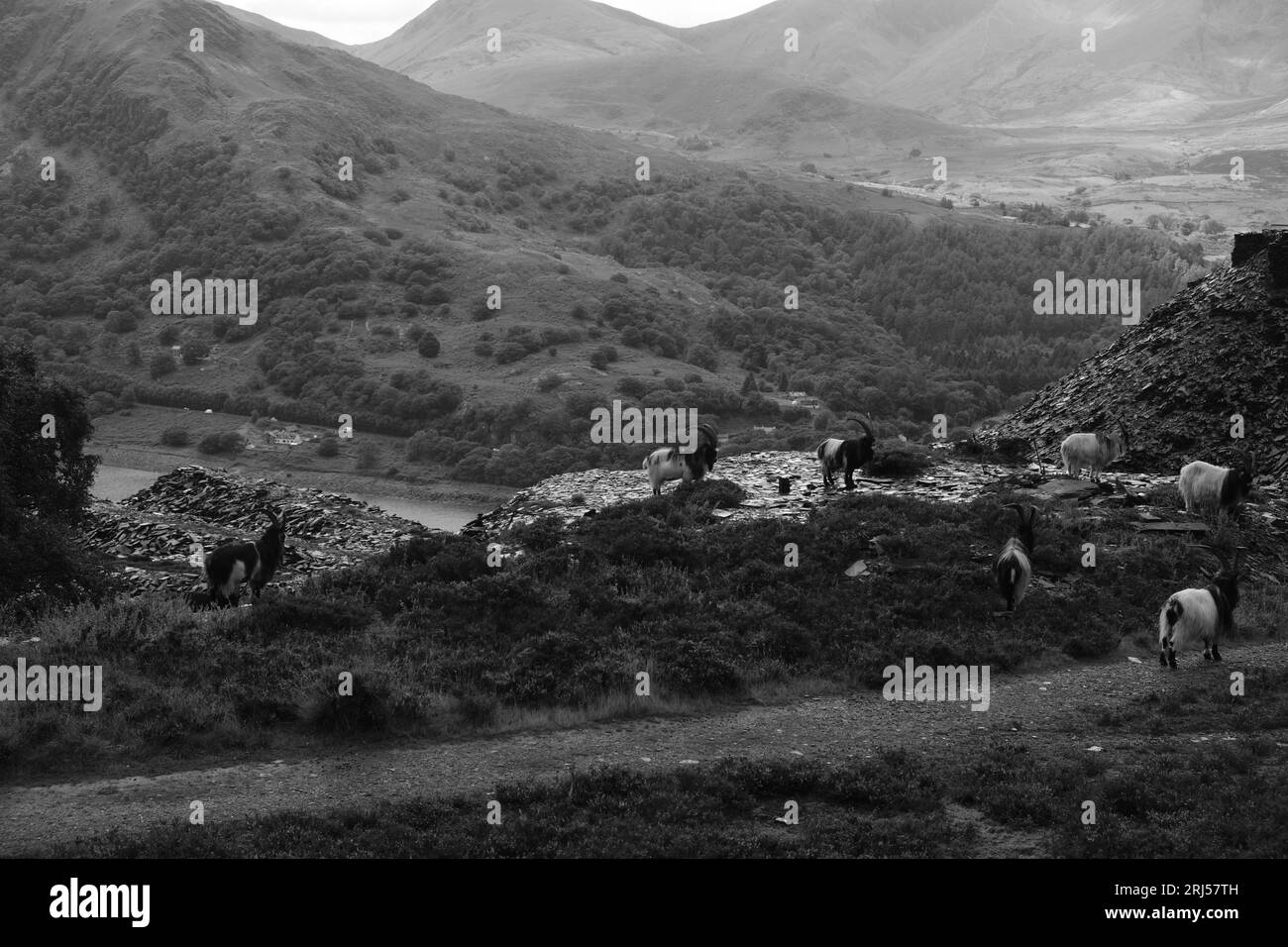 Quarry man Black and White Stock Photos & Images - Alamy