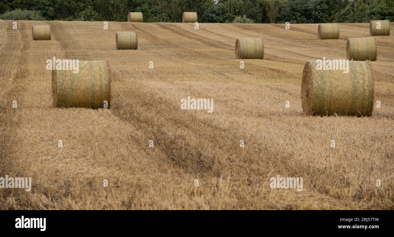 Wheat crop rolls in a countryside farm, Leeds, United kingdom Stock ...