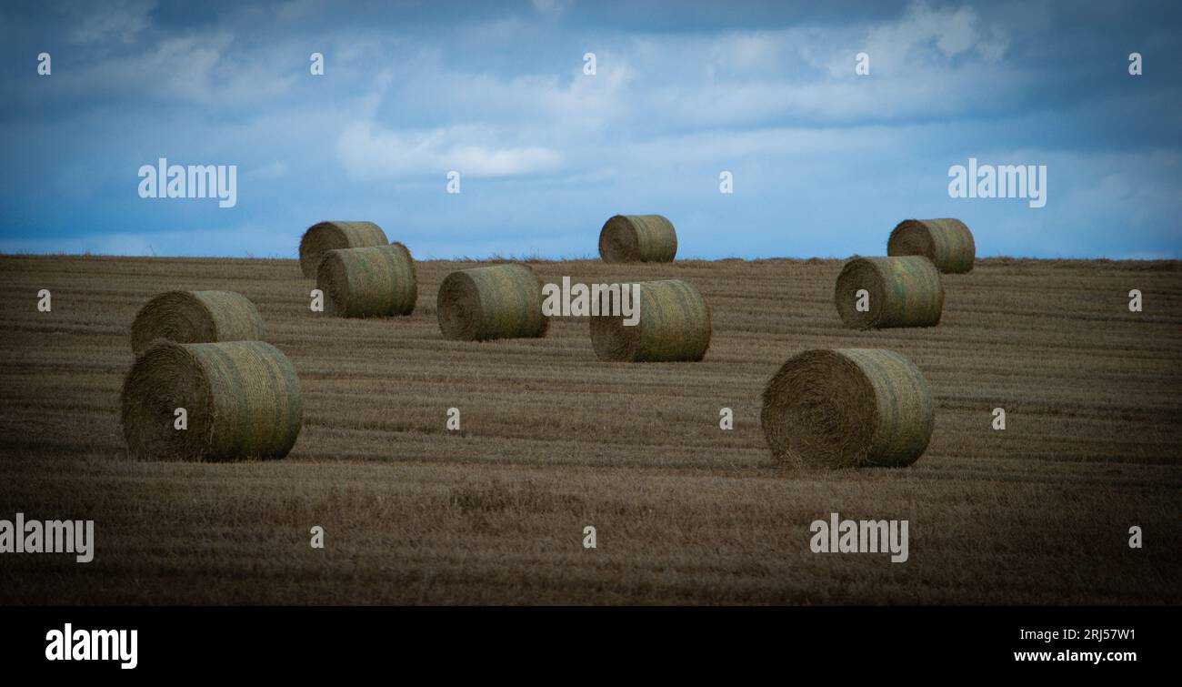 Wheat crop rolls in a countryside farm, Leeds, United kingdom Stock ...