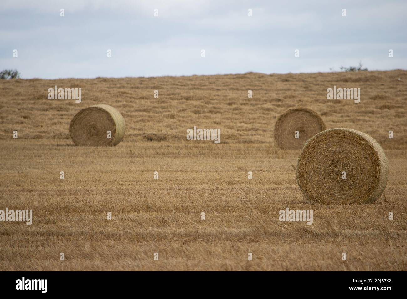 Wheat crop rolls in a countryside farm, Leeds, United kingdom Stock ...