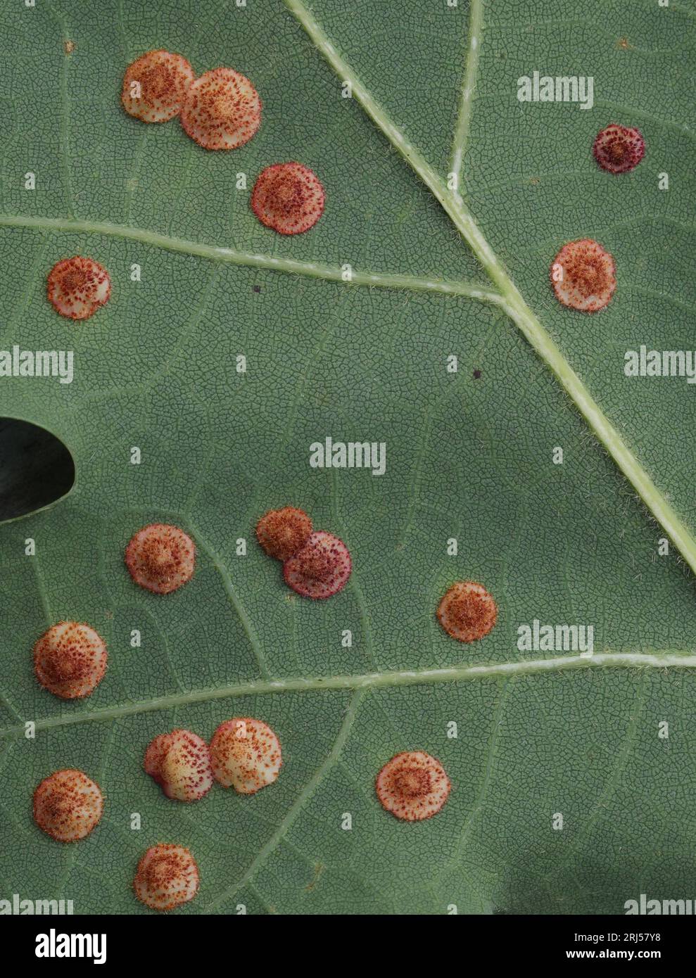Oak warts hi-res stock photography and images - Alamy