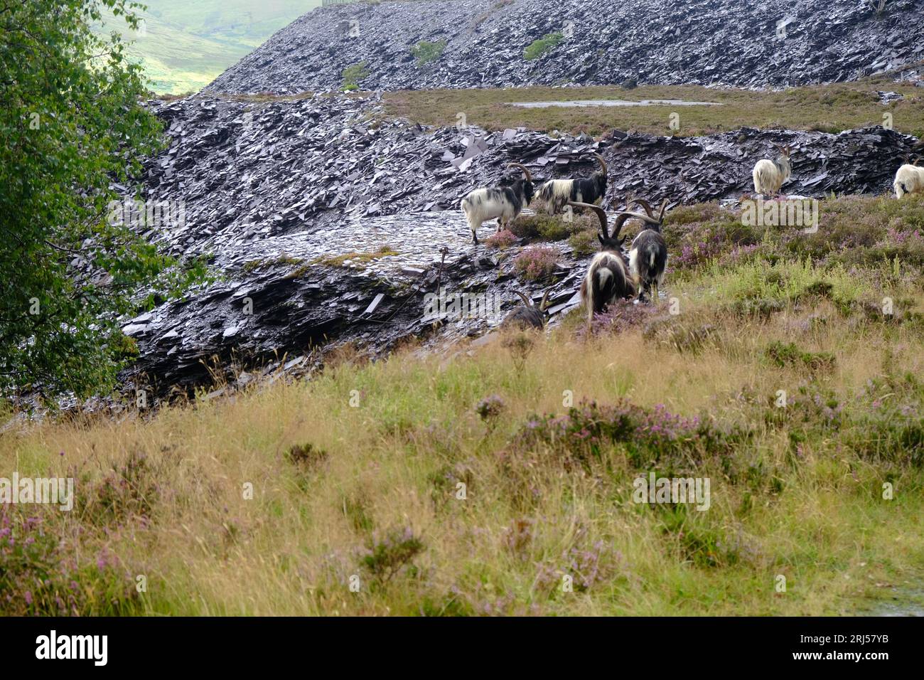 Wild goats at Dinorwig slate quarry Stock Photo - Alamy