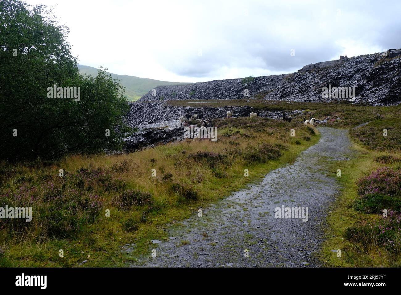 Wild goats at Dinorwig slate quarry Stock Photo - Alamy
