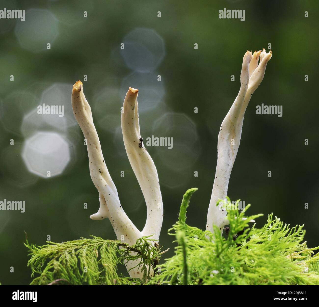 Wrinkled club fungus hi-res stock photography and images - Alamy