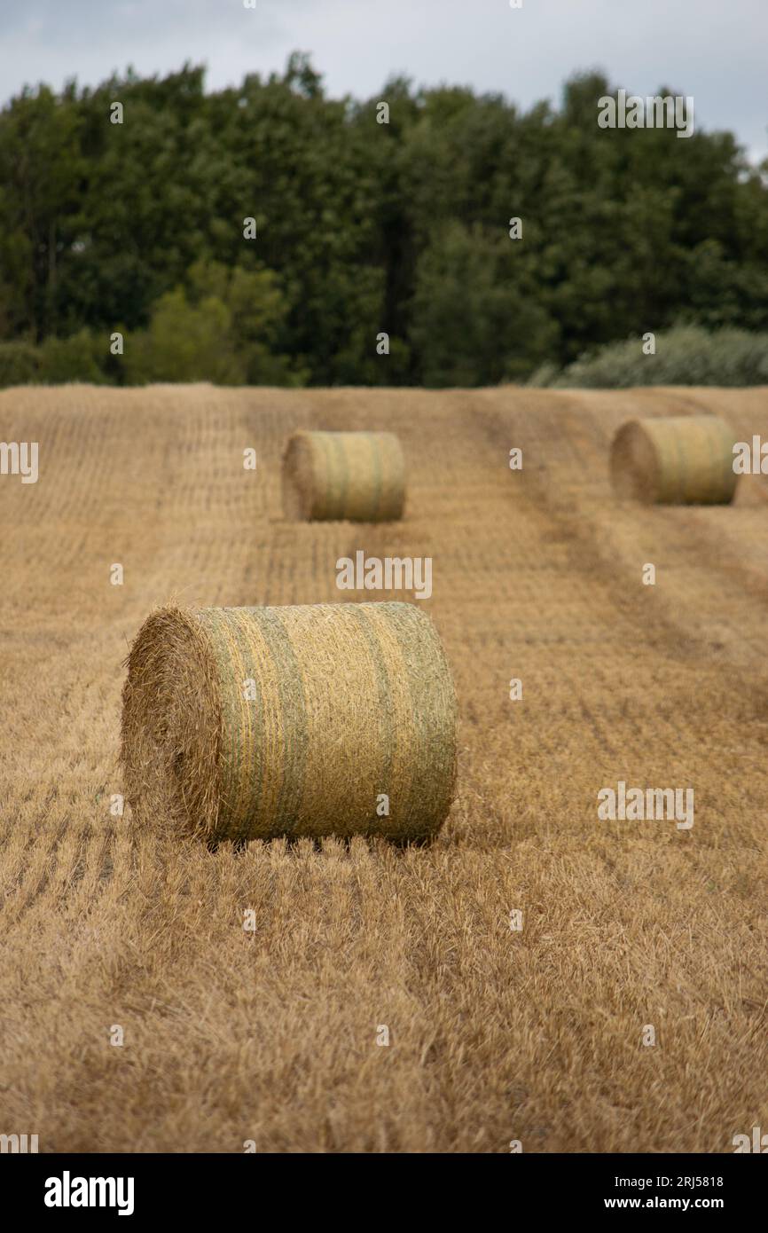 Wheat crop rolls in a countryside farm, Leeds, United kingdom Stock ...