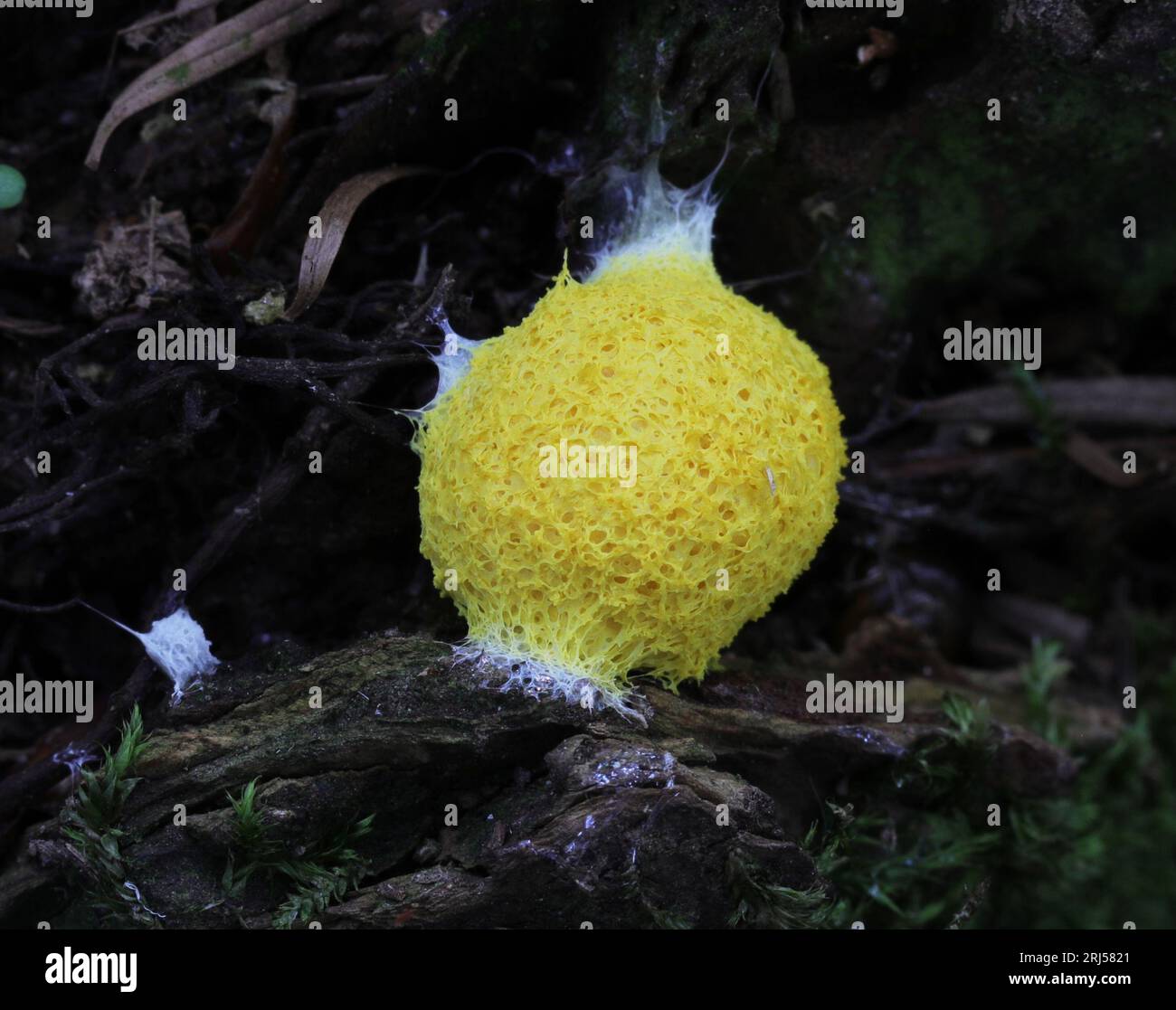Yellow Slime Mold Fuligo Septica Yellow Slime Mold