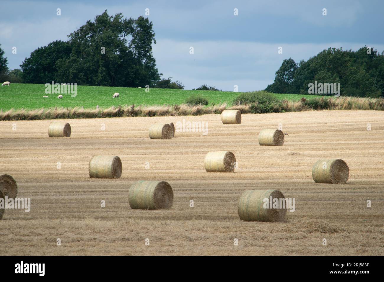 Wheat crop rolls in a countryside farm, Leeds, United kingdom Stock ...