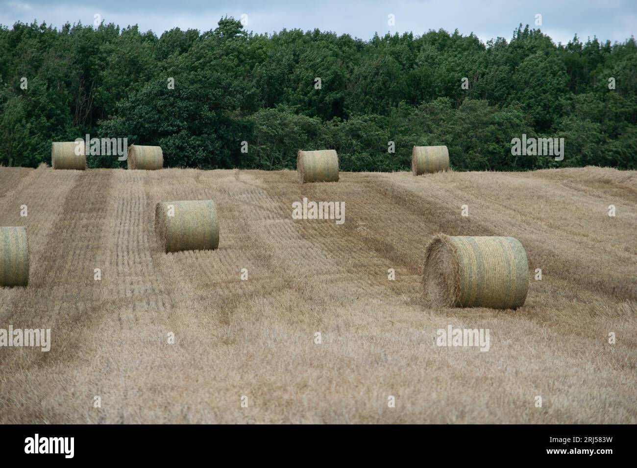 Wheat crop rolls in a countryside farm, Leeds, United kingdom Stock ...