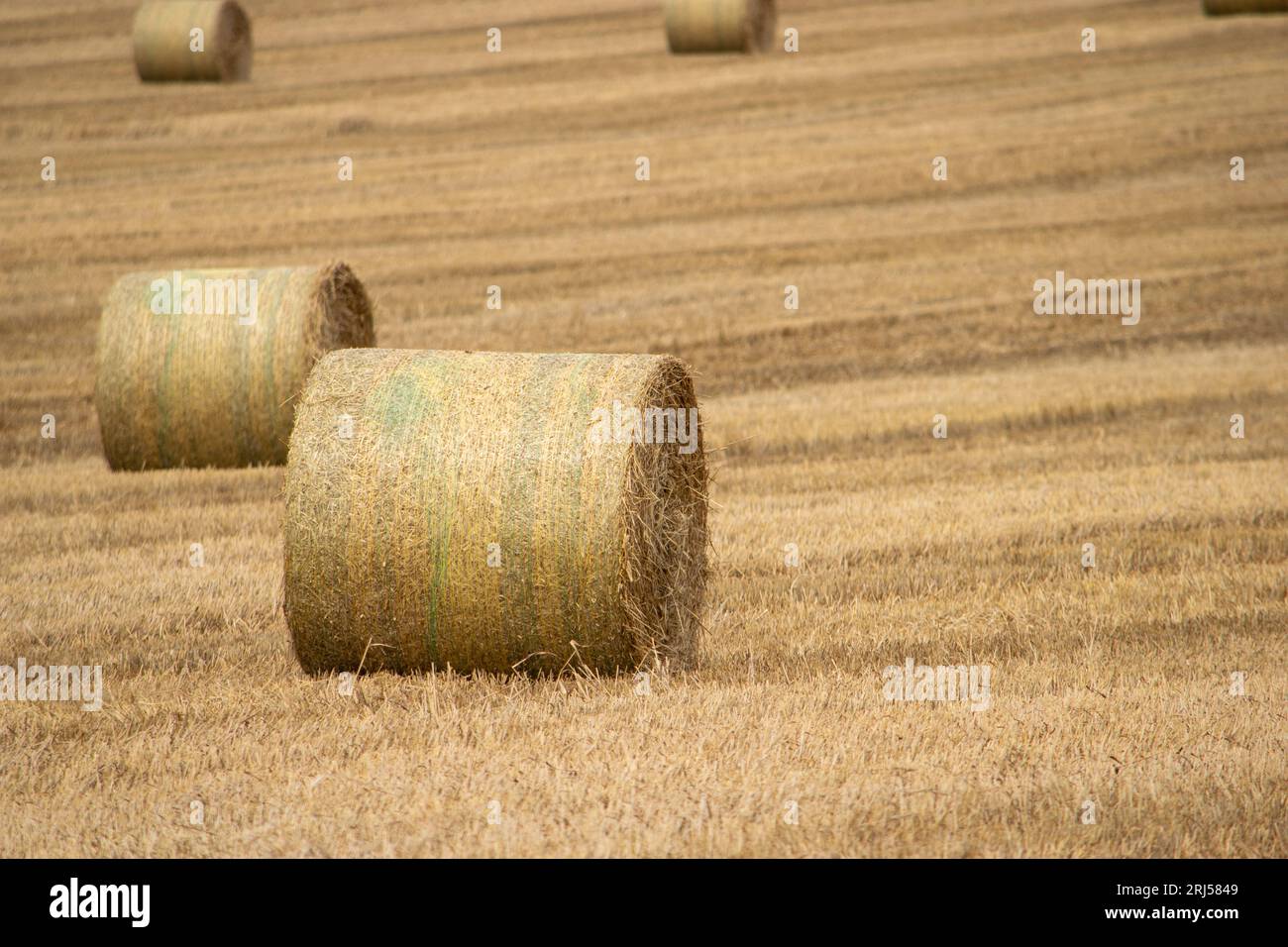 Wheat crop rolls in a countryside farm, Leeds, United kingdom Stock ...