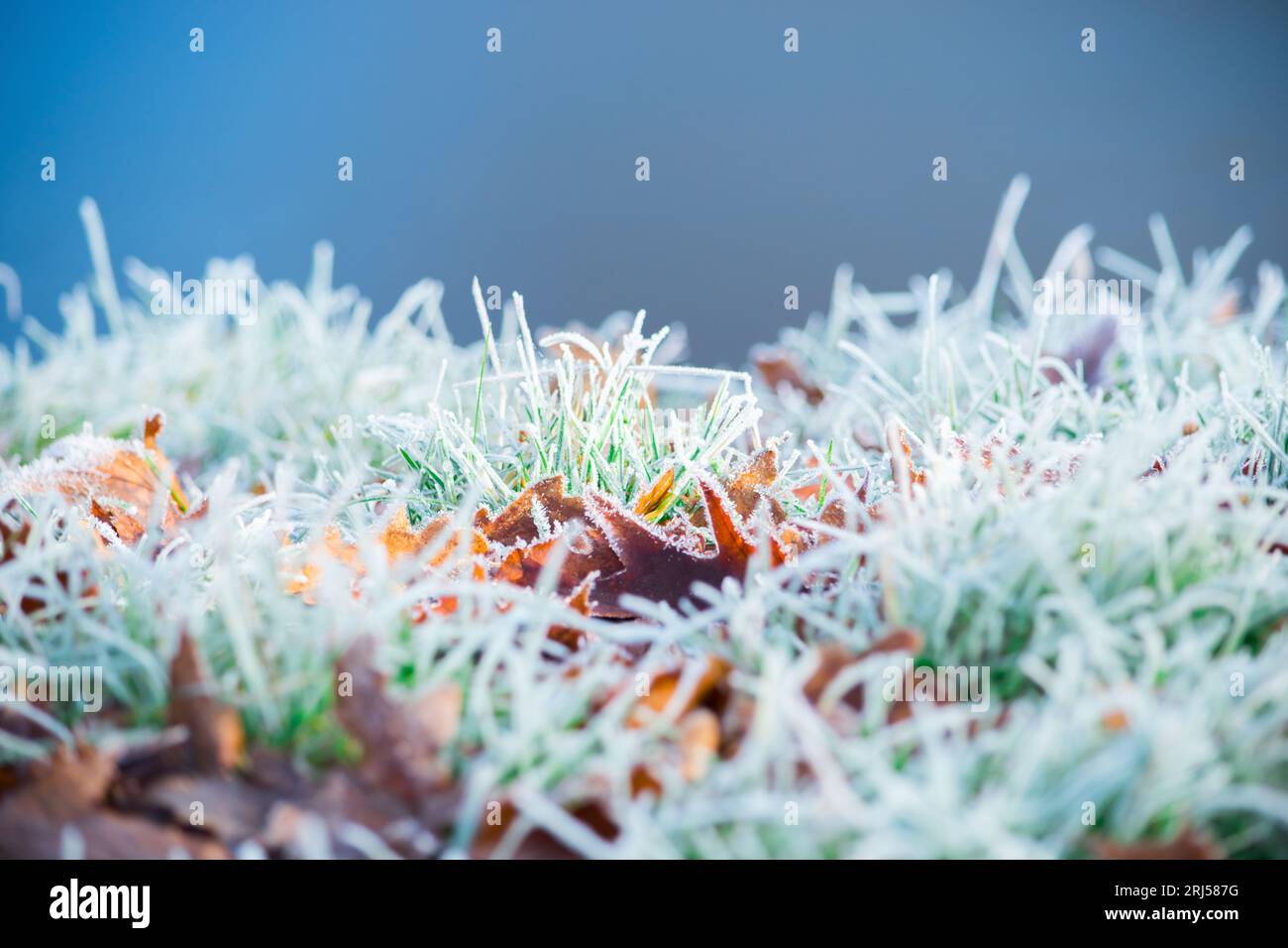 Frozen nature with leaves. Green background. High resolution photo ...