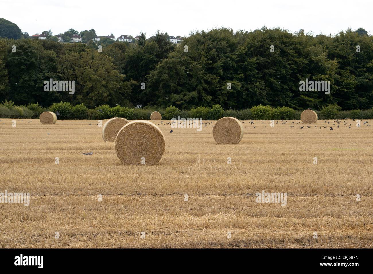 Wheat crop rolls in a countryside farm, Leeds, United kingdom Stock ...