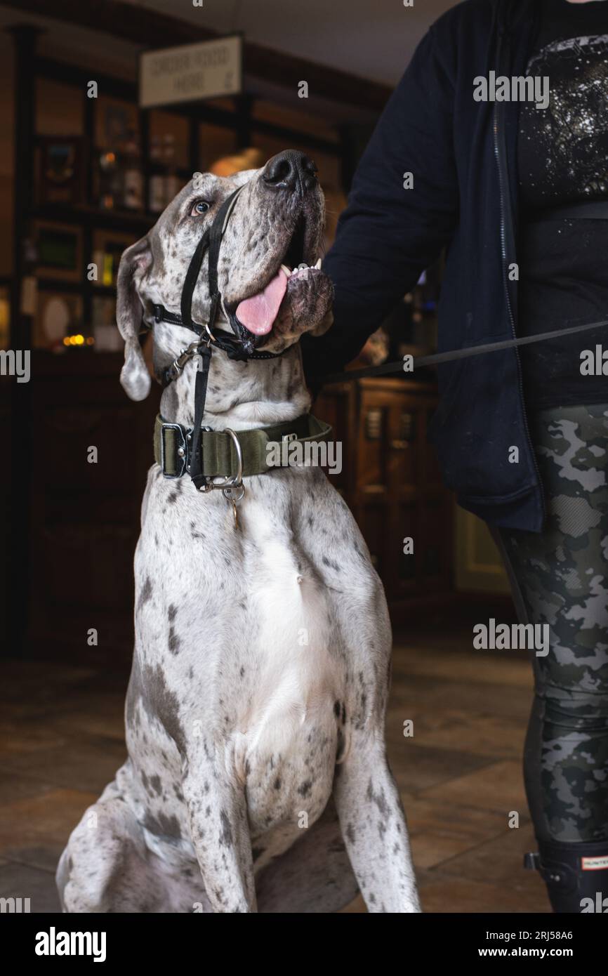 Closeup shot great dane hi-res stock photography and images - Alamy