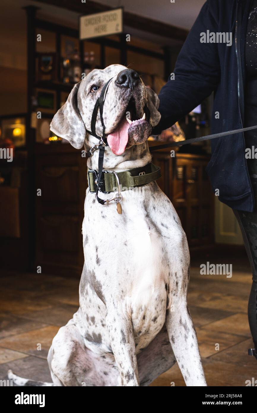 Closeup shot great dane hi-res stock photography and images - Alamy