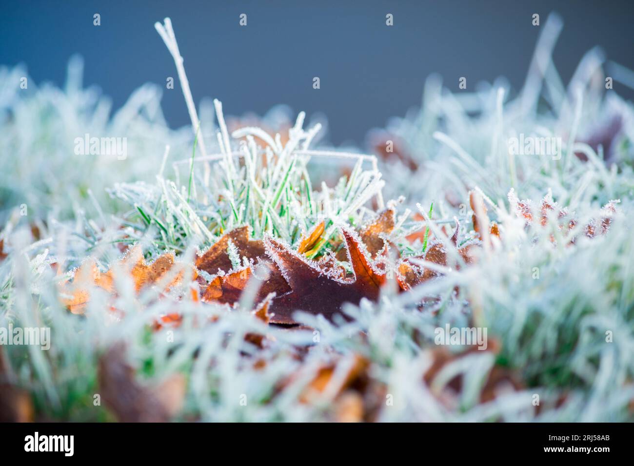 Frozen nature with leaves. Green background. High resolution photo ...
