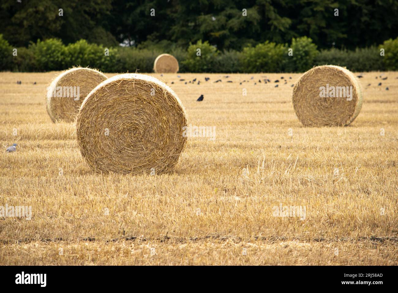 Wheat crop rolls in a countryside farm, Leeds, United kingdom Stock ...