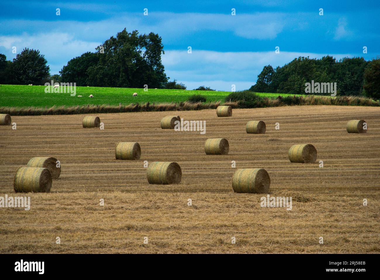 Wheat crop rolls in a countryside farm, Leeds, United kingdom Stock ...