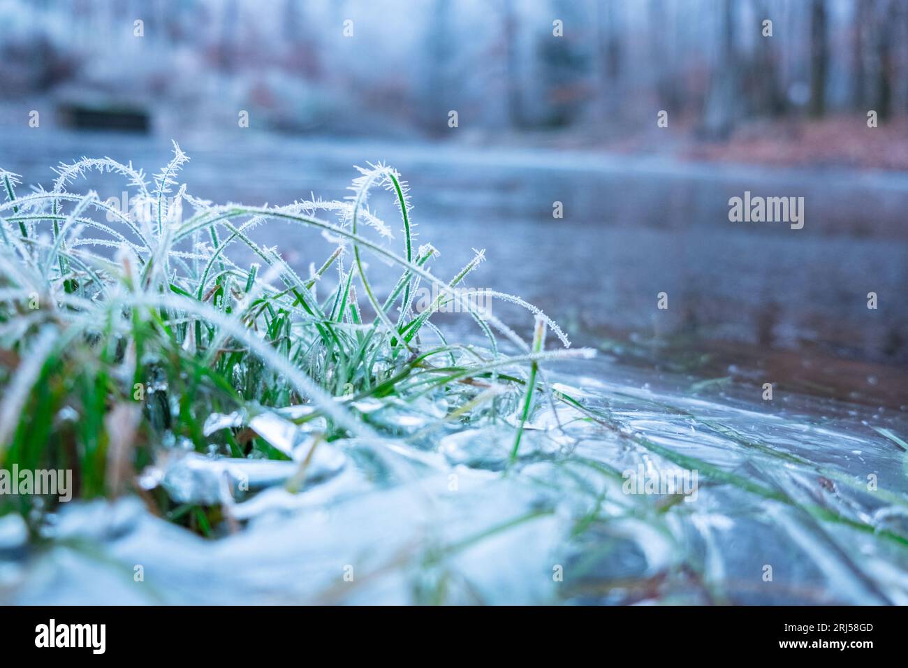 Frozen nature with grass. Winter background with frozen lake Stock ...