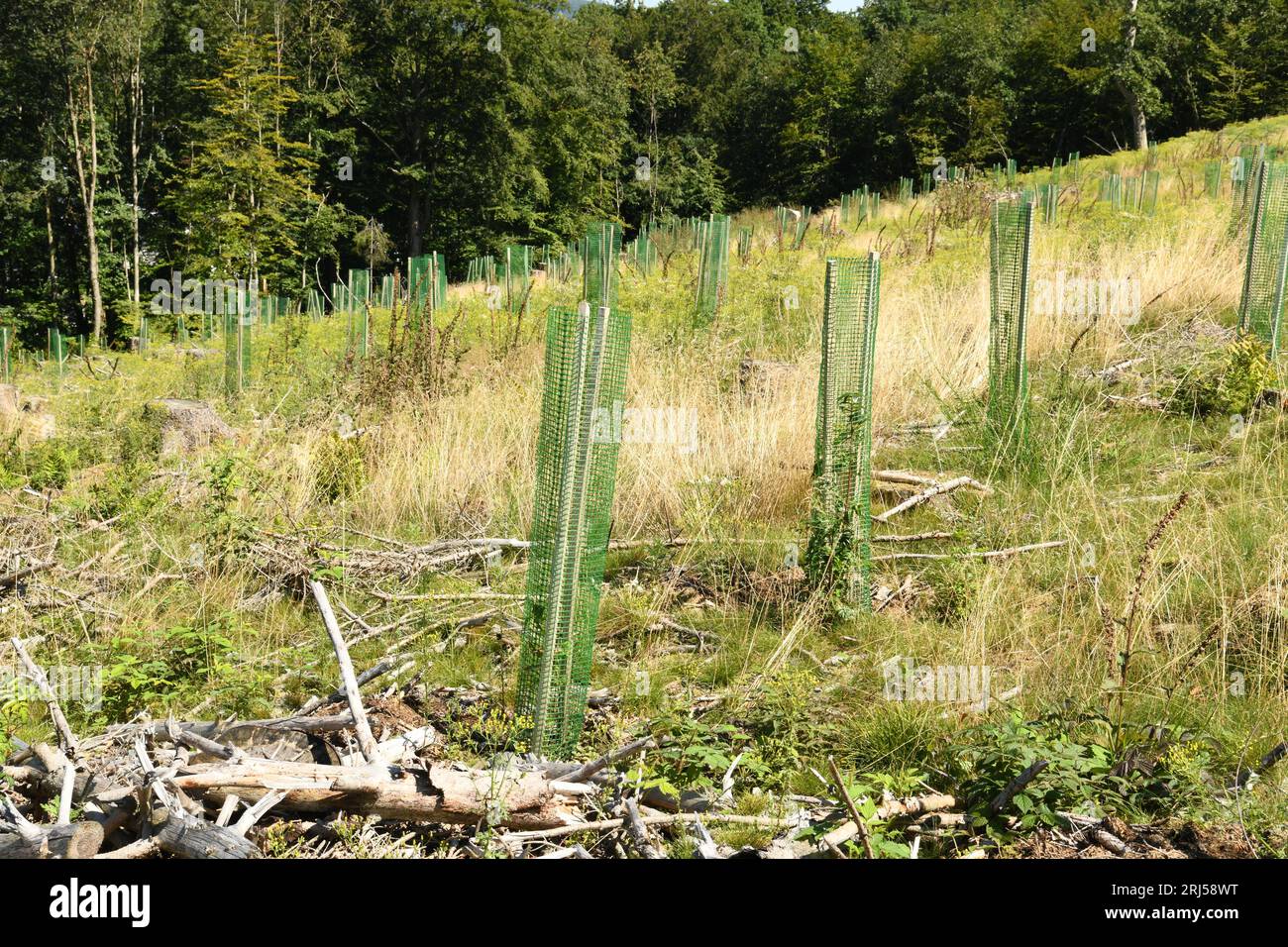 Woody plants are propagated by sowing or by vegetative propagation ...