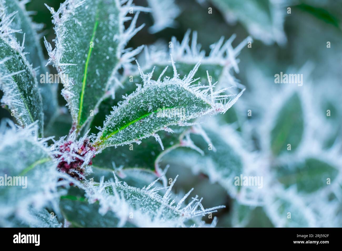 Frozen nature with green plants. Green background. High resolution ...