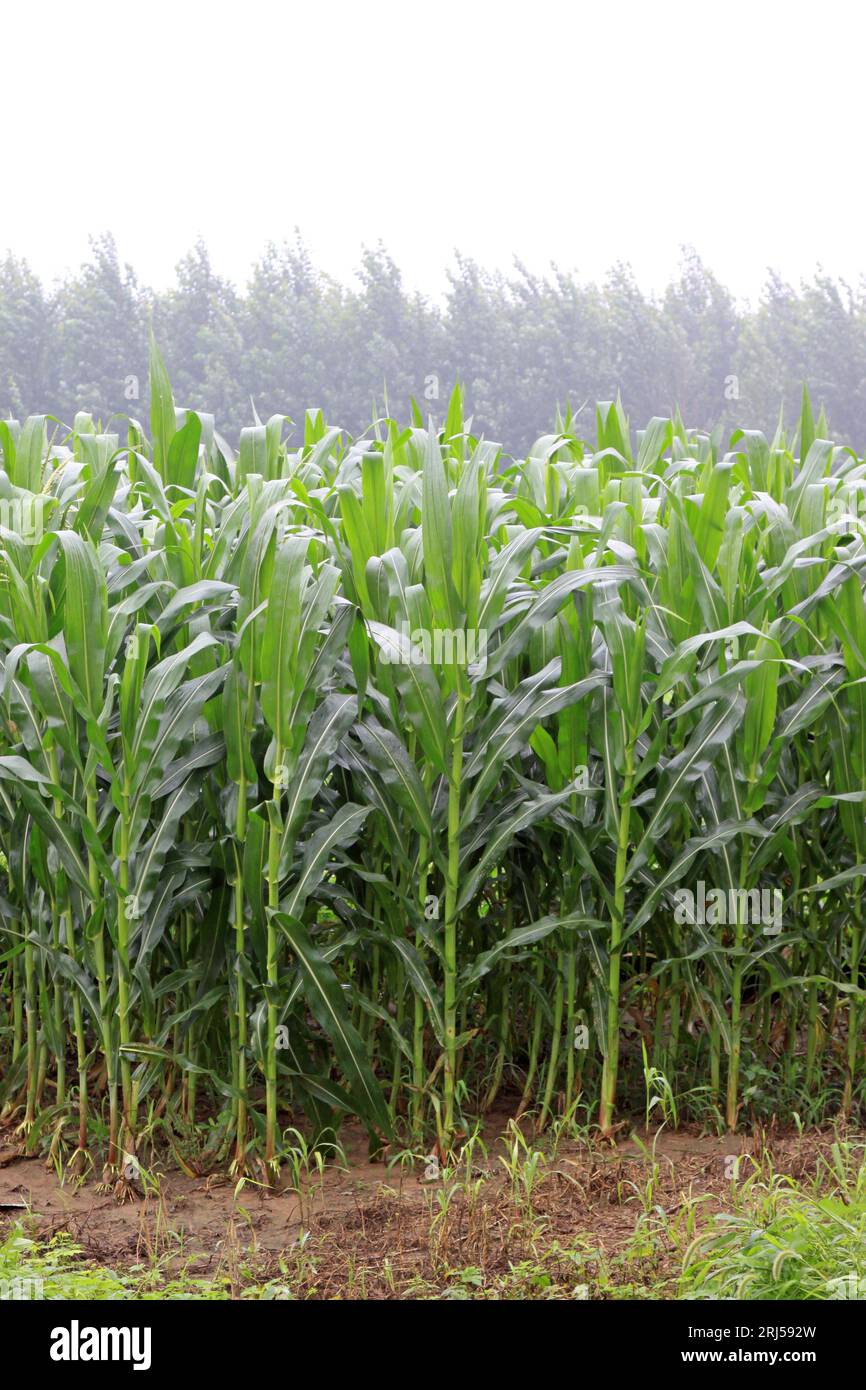 Corn plant in the field, northern china Stock Photo - Alamy