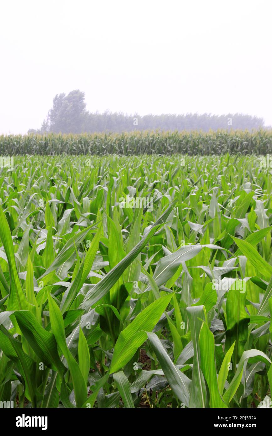 Corn plant in the field, northern china Stock Photo - Alamy