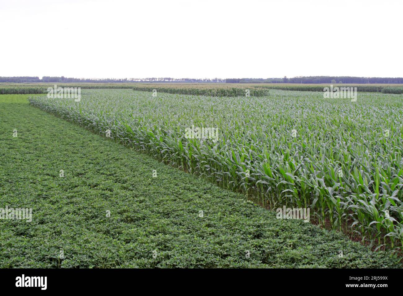 Corn plant and trees in the field, northern china Stock Photo - Alamy