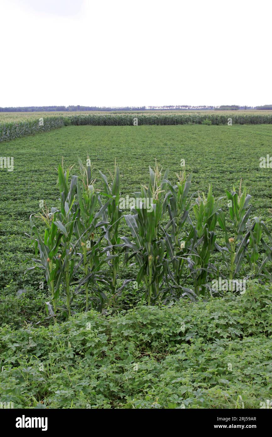 Corn plant and trees in the field, northern china Stock Photo - Alamy