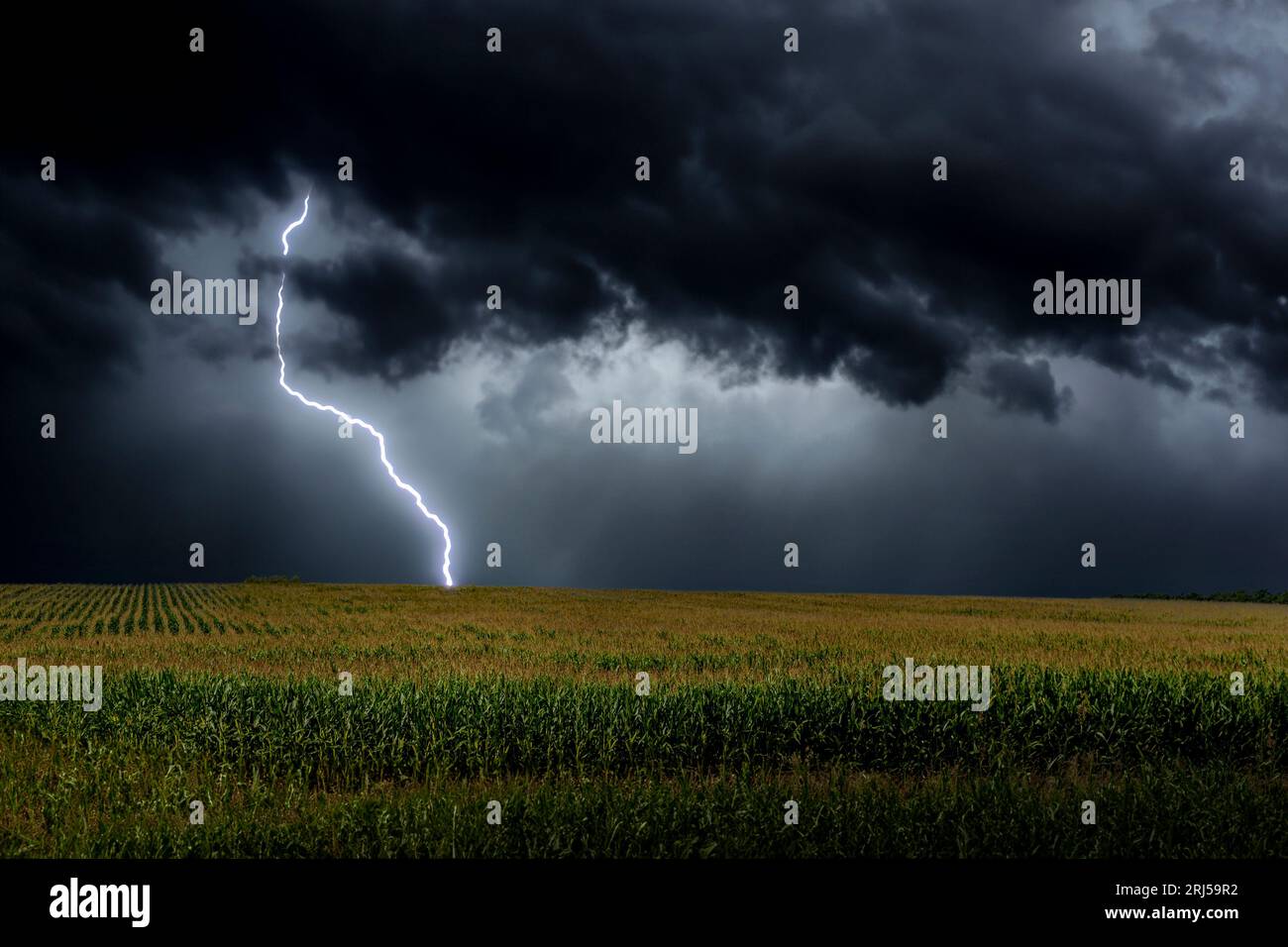 Corn shock hi-res stock photography and images - Alamy