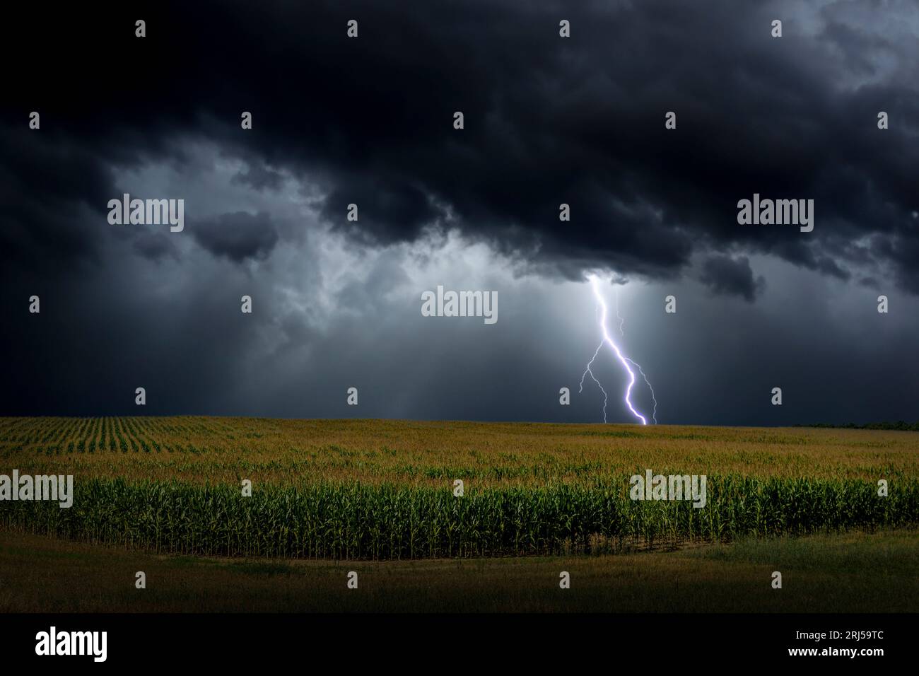 Lightning over corn field Stock Photo - Alamy