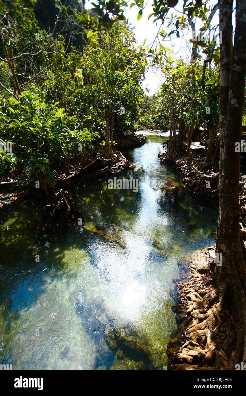 Mangrove forest river Stock Photo - Alamy