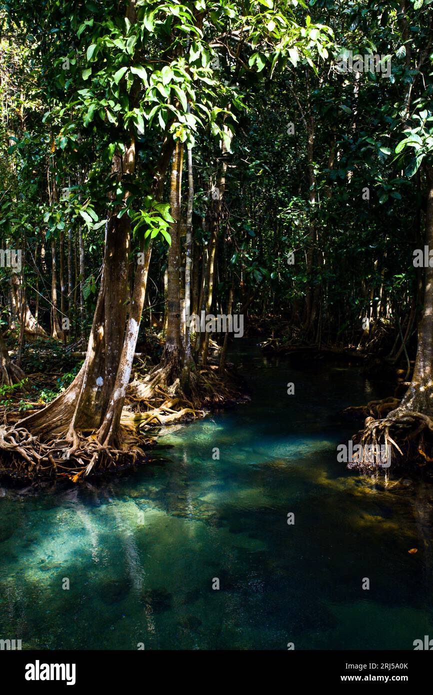 River mangrove hi-res stock photography and images - Alamy