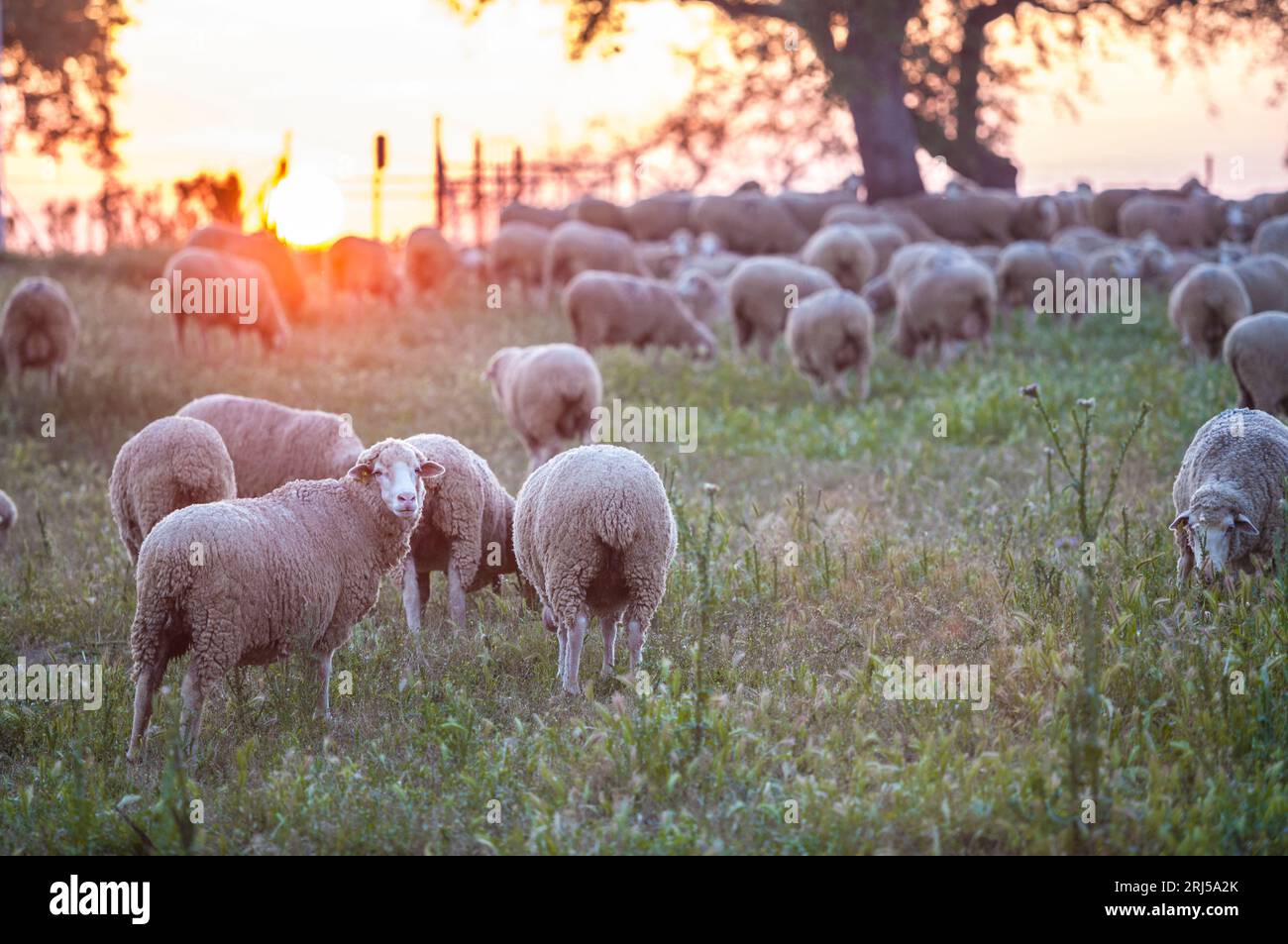 Merina people hi-res stock photography and images - Alamy