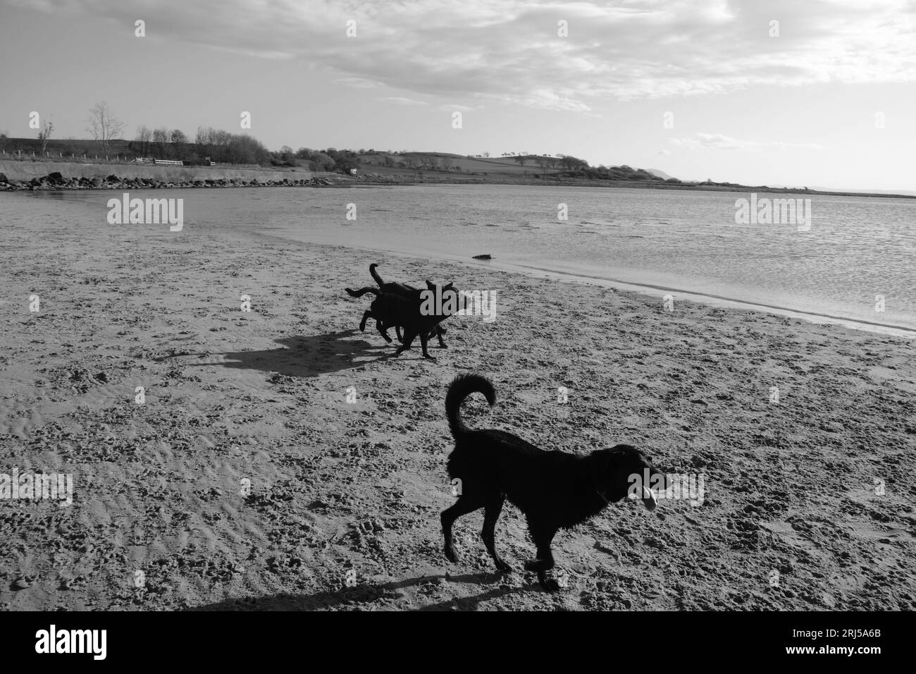 Dogs playing on a beach Stock Photo - Alamy