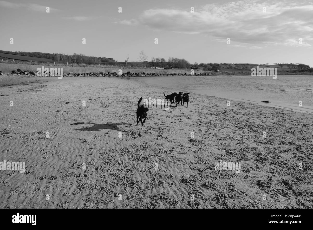 Dogs playing on a beach Stock Photo - Alamy