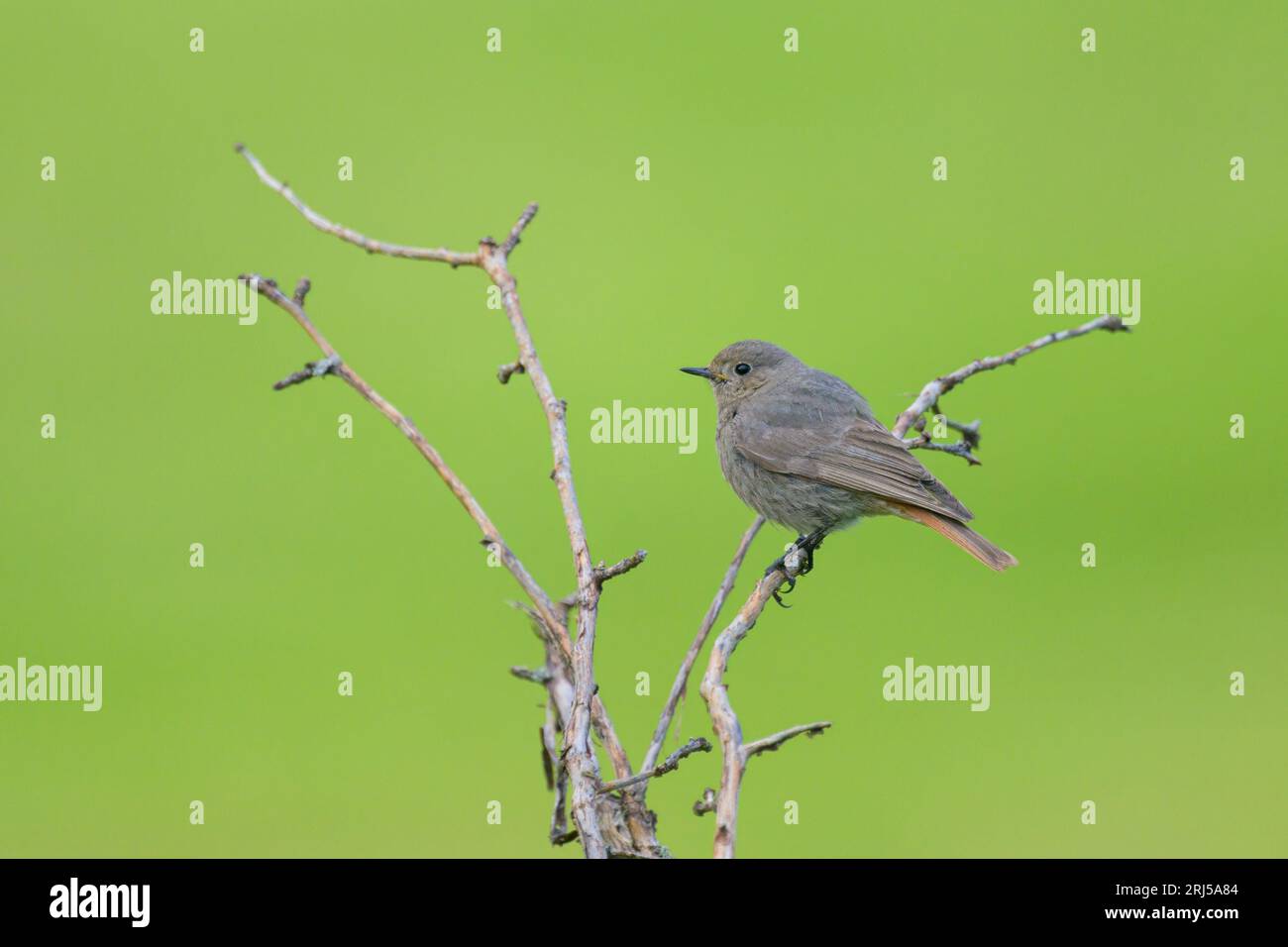 Female black redstart sitting in hi-res stock photography and images ...