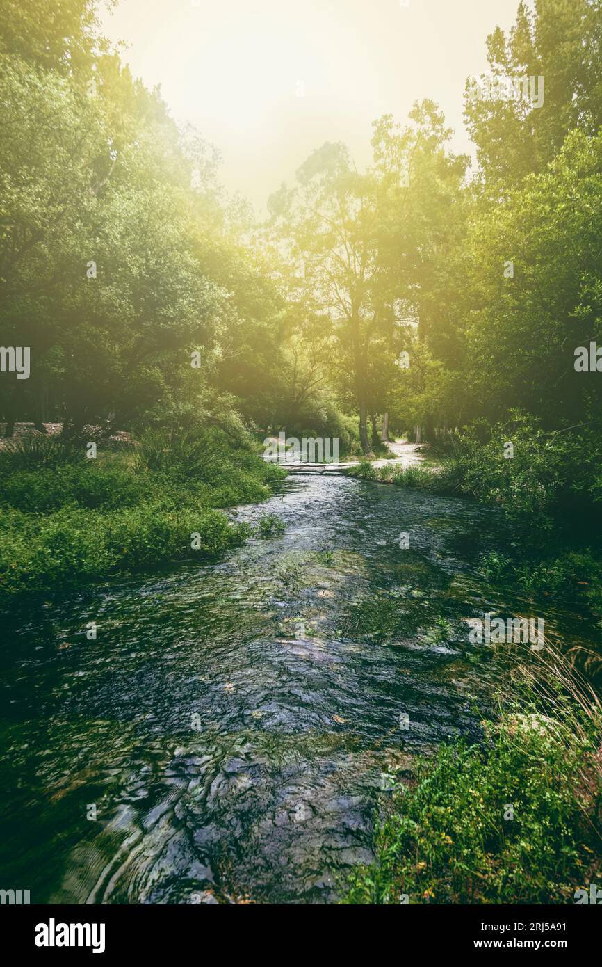 Stream flowing green trees forest hi-res stock photography and images ...