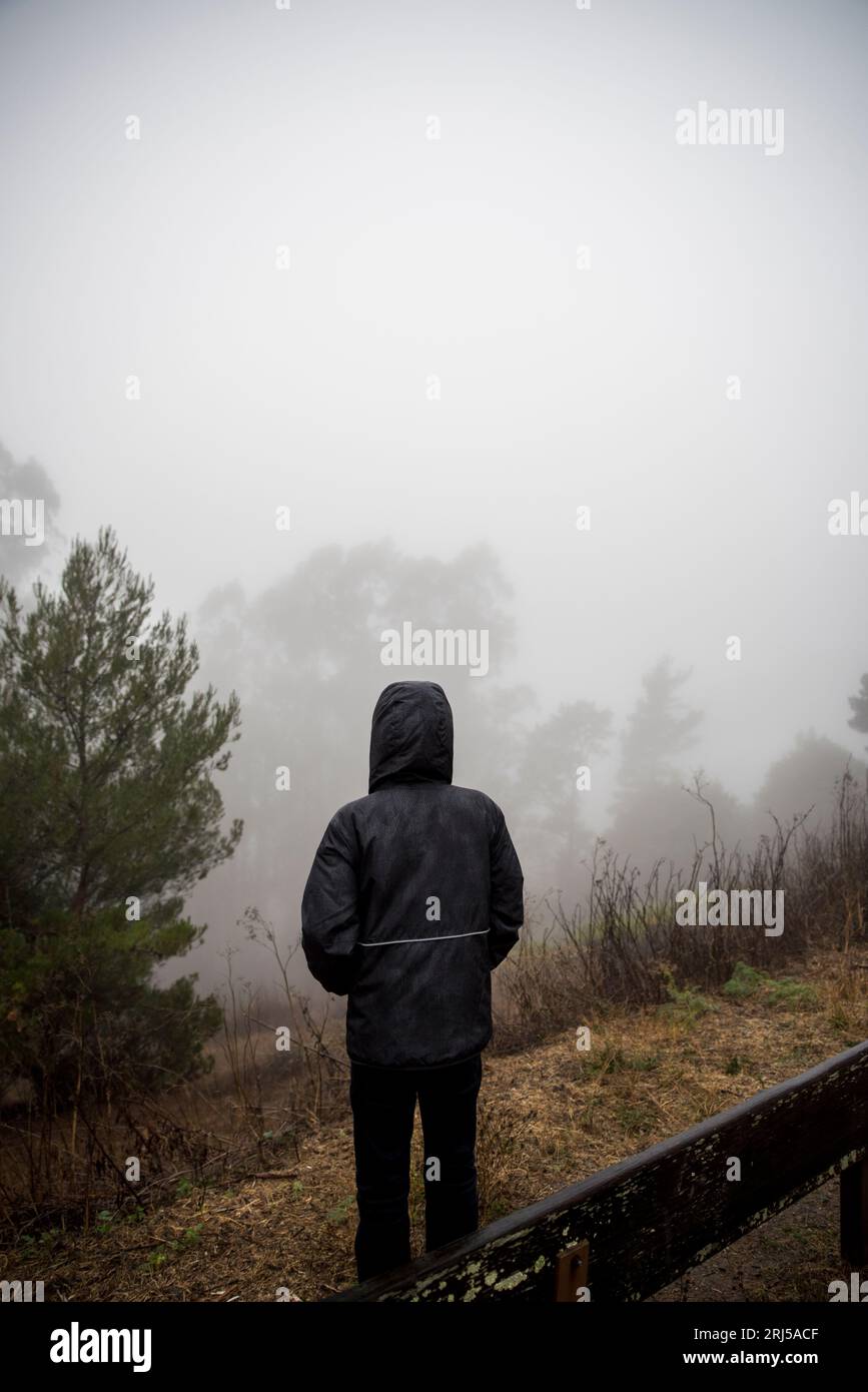 Fog covered trees hi-res stock photography and images - Alamy