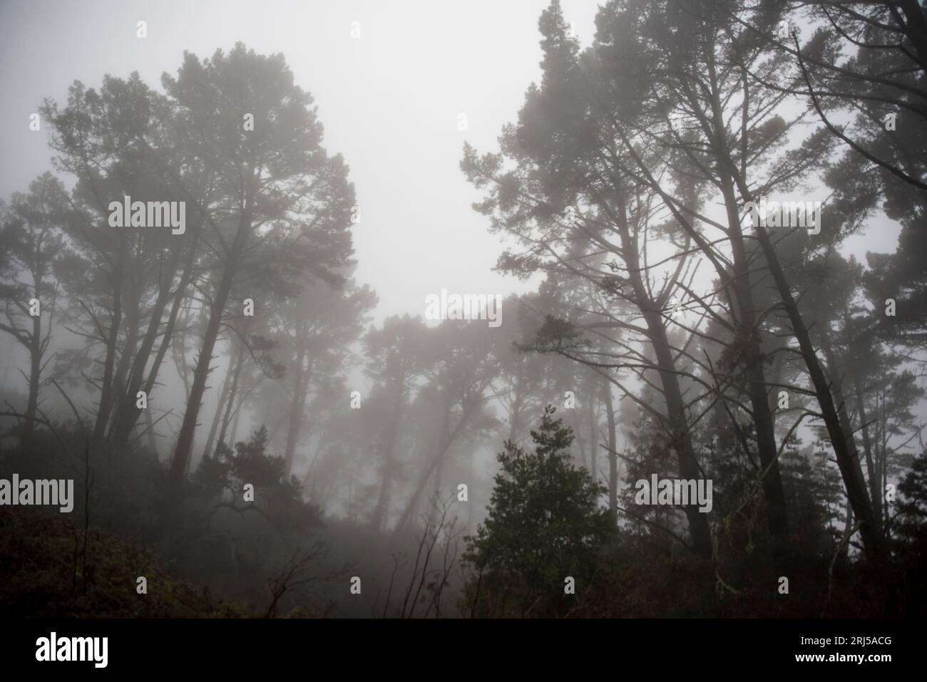 Layers of trees covered by fog Stock Photo - Alamy